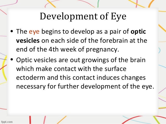 Development of Vision