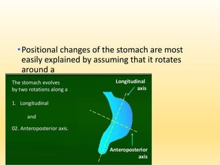 DEVELOPMENT stomach.pptx | Pregnancy | Reproductive Health