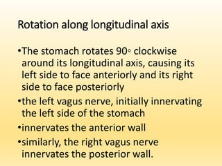 DEVELOPMENT stomach.pptx | Pregnancy | Reproductive Health