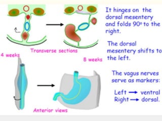 DEVELOPMENT stomach.pptx