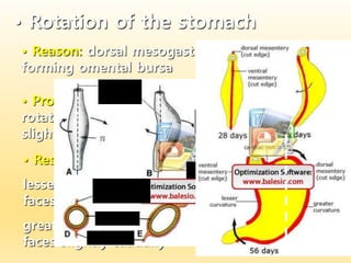 DEVELOPMENT stomach.pptx