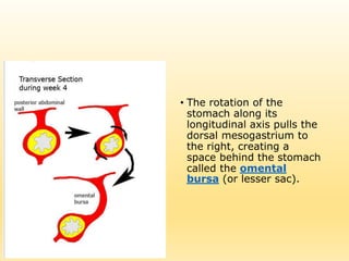 DEVELOPMENT stomach.pptx