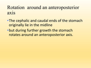 DEVELOPMENT stomach.pptx