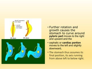 DEVELOPMENT stomach.pptx