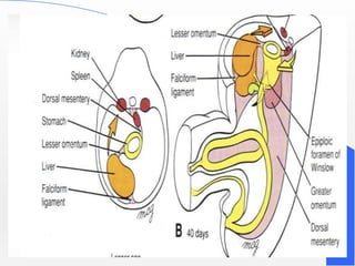 DEVELOPMENT stomach.pptx