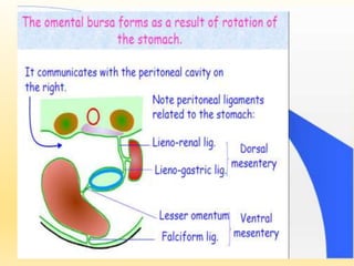 DEVELOPMENT stomach.pptx