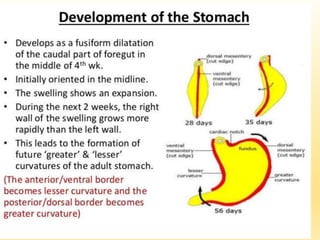 DEVELOPMENT stomach.pptx