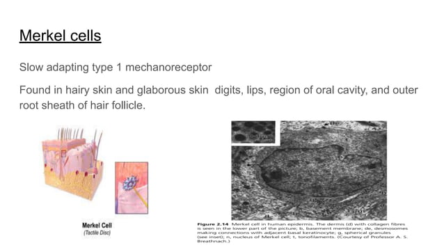 development structure and function of skin.pdf