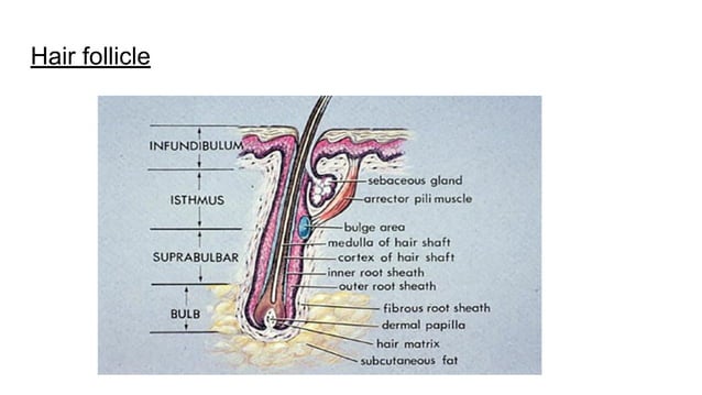 development structure and function of skin.pdf