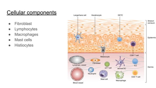 development structure and function of skin.pdf