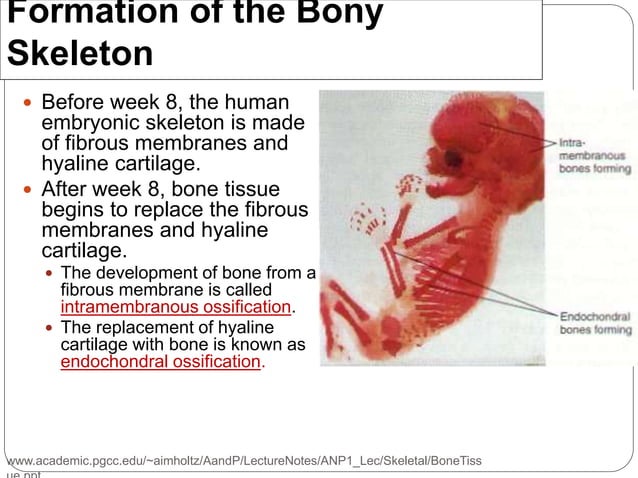 Development,structure and organization of bone | PPTX | Bone and Joint ...