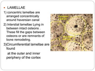 Lamellae Bone