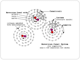 Haversian System