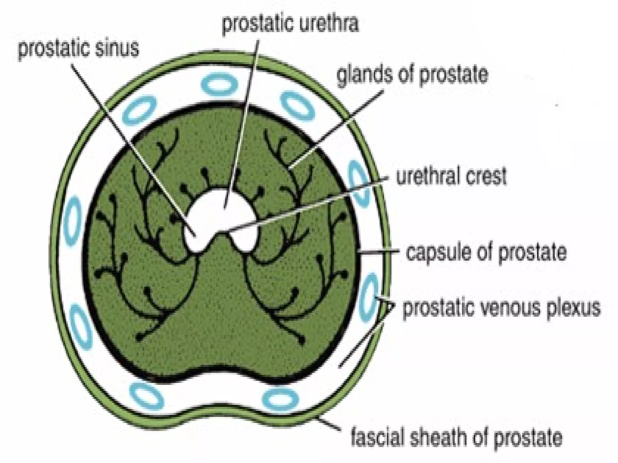 Development & structure of prostate By Dr. Tatheer | PPT