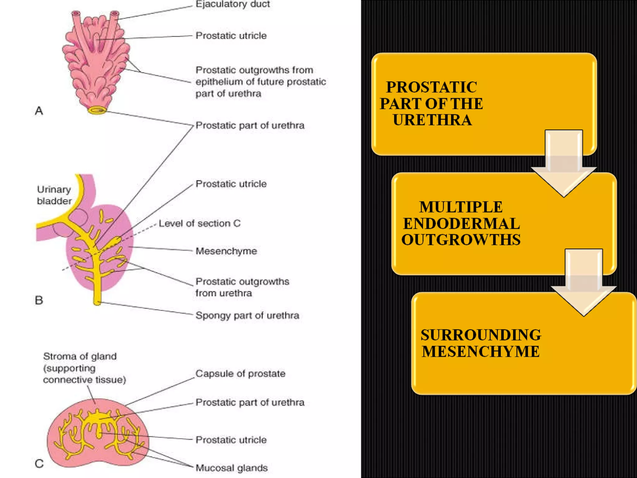Development & structure of prostate By Dr. Tatheer | PPT