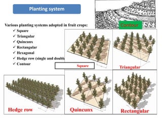 Development through horticulture in changing scenario | PPT
