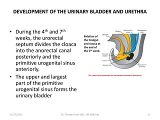 Development Urinary system by Shapi. MD.pdf