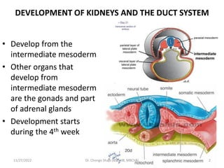Development Urinary system by Shapi. MD.pdf