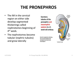 Development Urinary system by Shapi. MD.pdf
