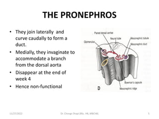 Development Urinary system by Shapi. MD.pdf