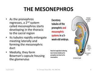 Development Urinary system by Shapi. MD.pdf