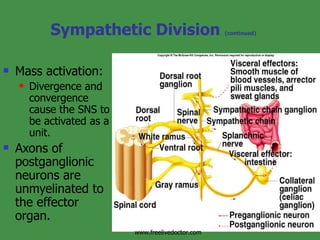 Development& Various Parts Of Peripheral Nervous System | PPT