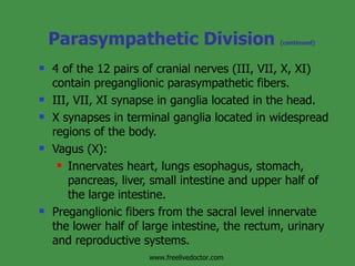 Development& Various Parts Of Peripheral Nervous System | PPT