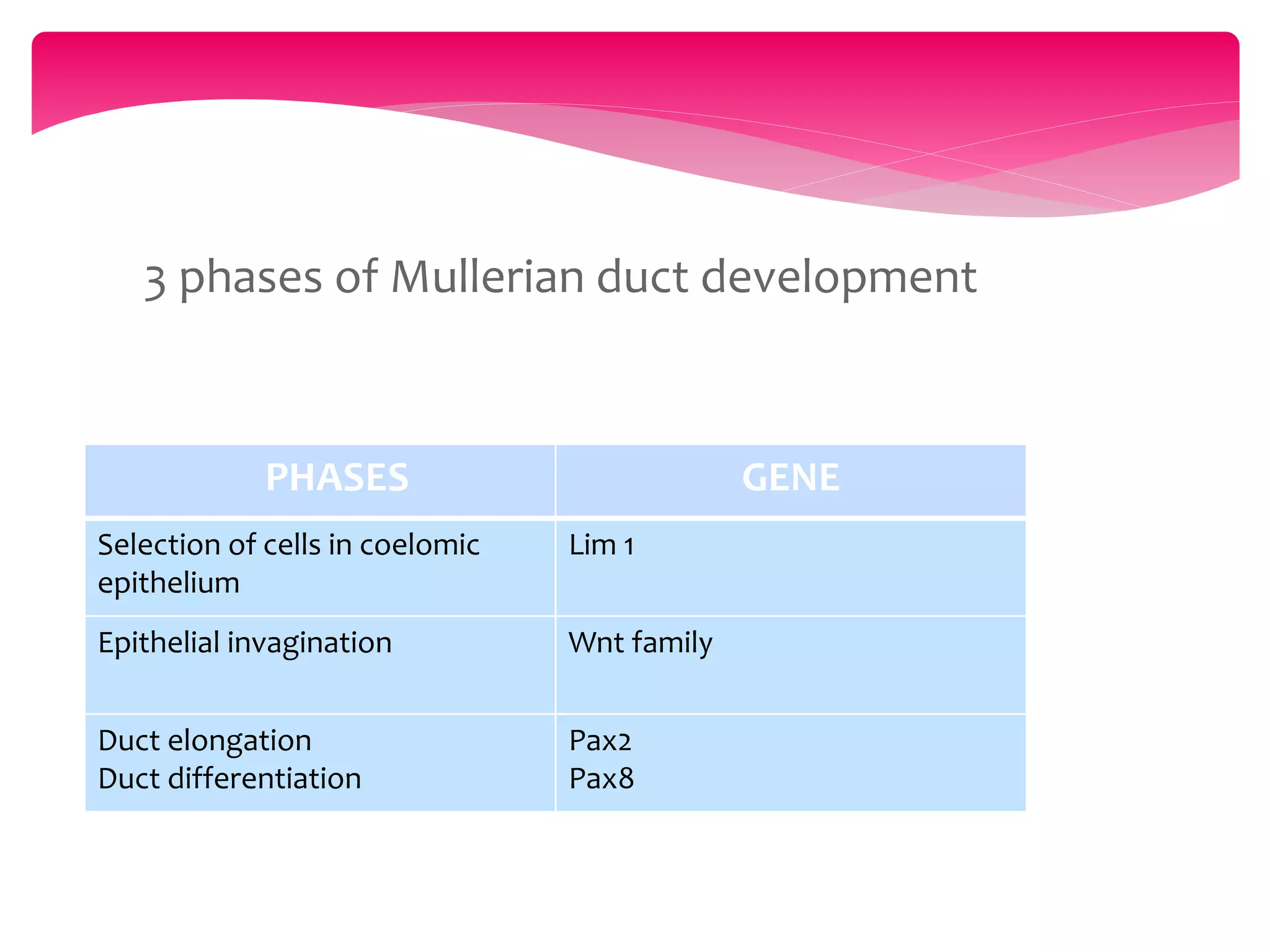 Development of external & internal genitalia by Dr.Preksha | PPTX