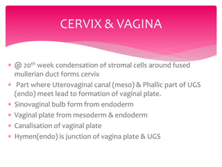 Development of external & internal genitalia by Dr.Preksha | PPTX