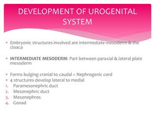 Development of external & internal genitalia by Dr.Preksha | PPTX