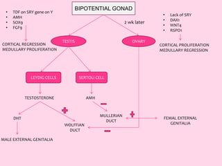 Development of external & internal genitalia by Dr.Preksha | PPTX