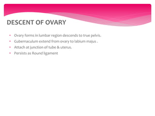 Development of external & internal genitalia by Dr.Preksha | PPTX