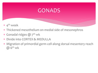 Development of external & internal genitalia by Dr.Preksha | PPTX