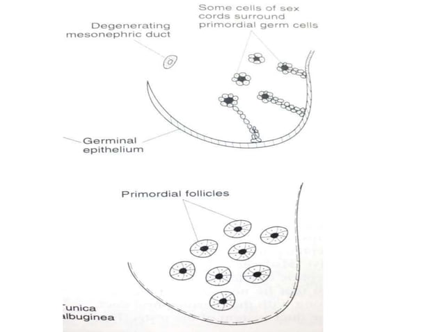 Development Of External And Internal Genitalia By Drpreksha Ppt