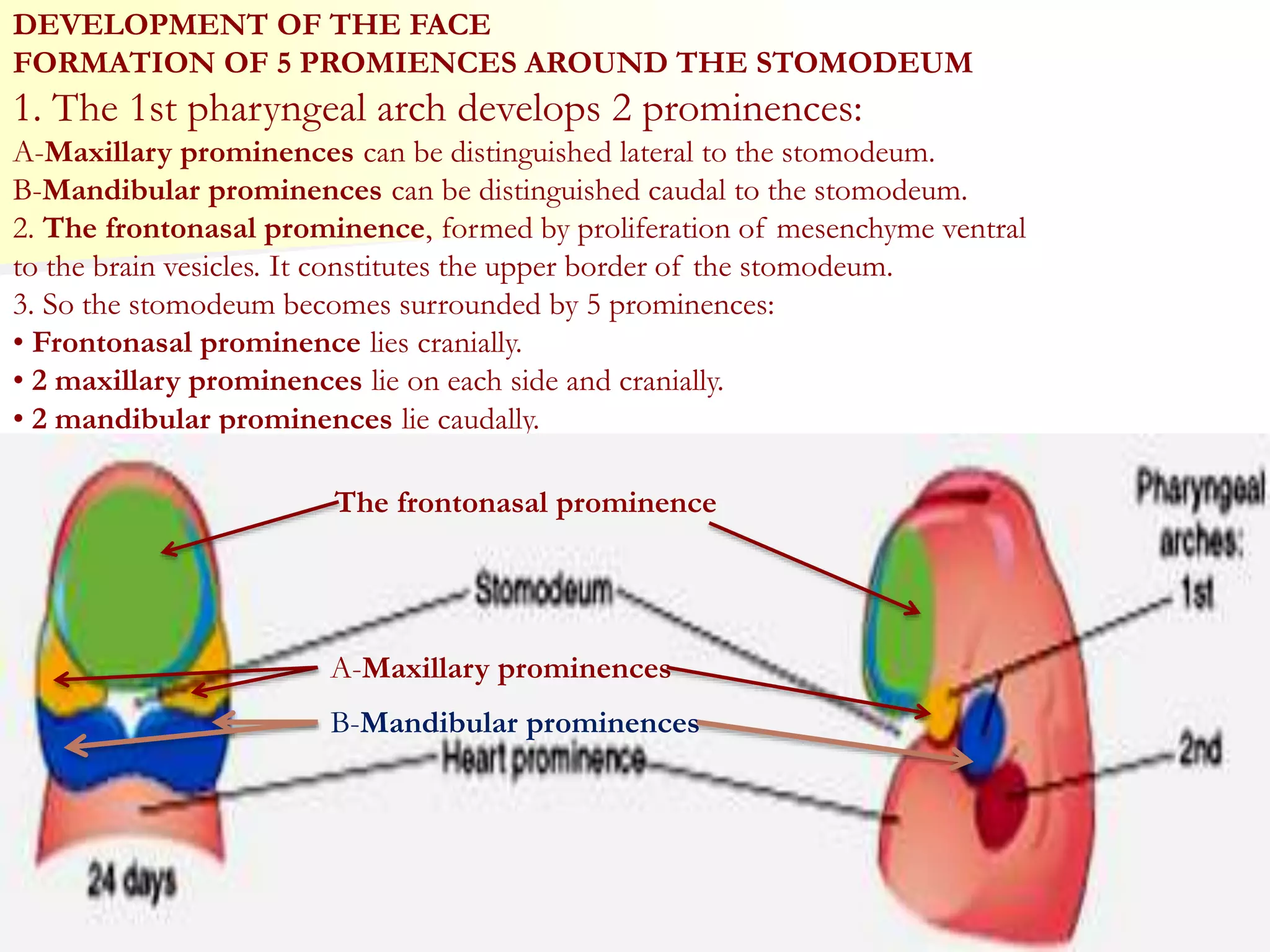Developm of head and neck prof hosam 1440 copy | PPT