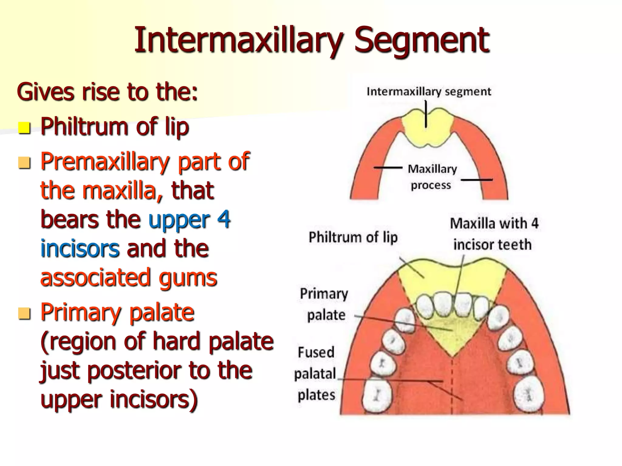 Developm of head and neck prof hosam 1440 copy | PPT