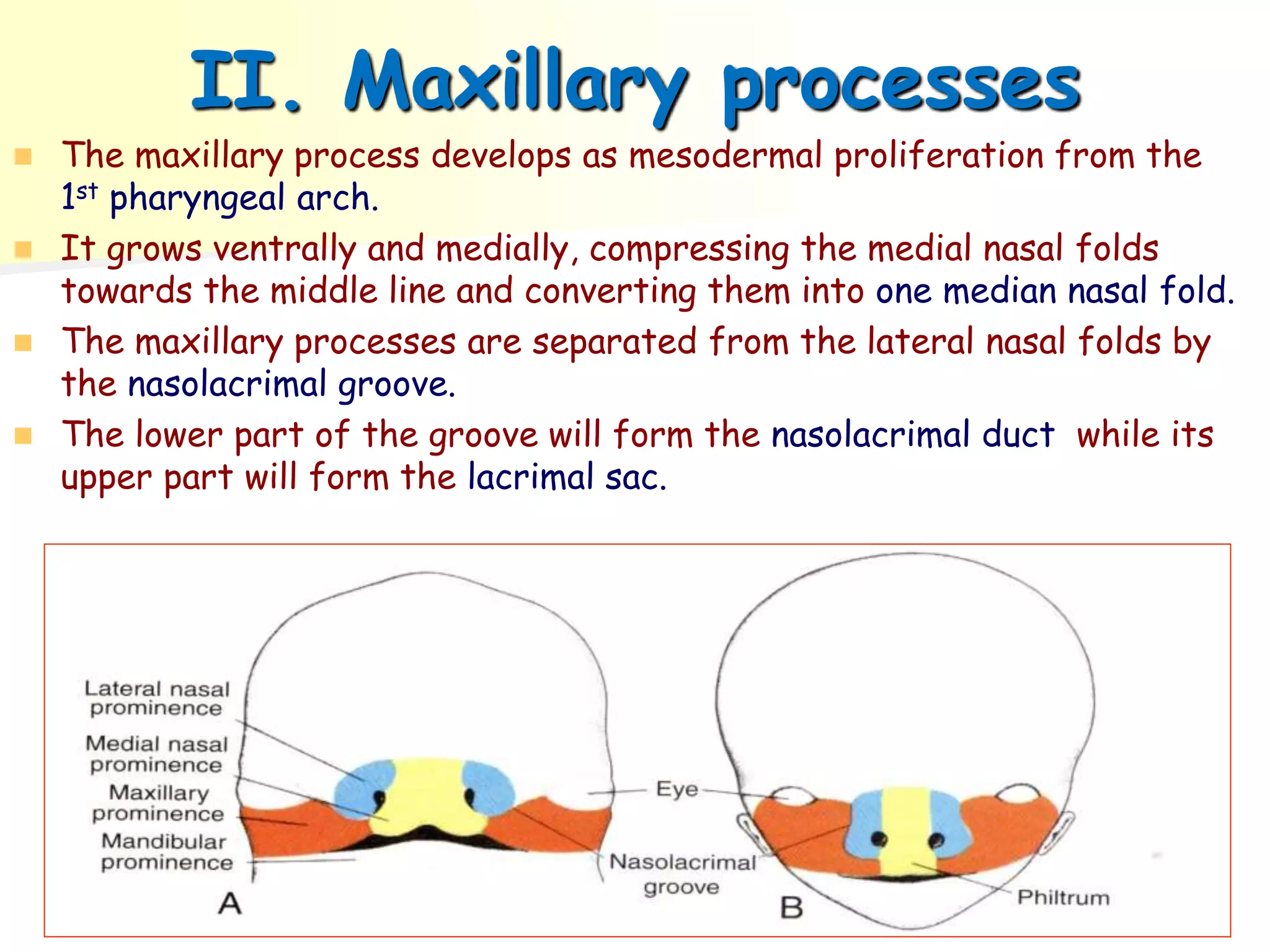Developm of head and neck prof hosam 1440 copy | PPT