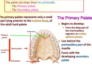 Developm of head and neck prof hosam 1440 copy | PPT