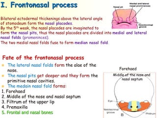 Developm of head and neck prof hosam 1440 copy | PPT