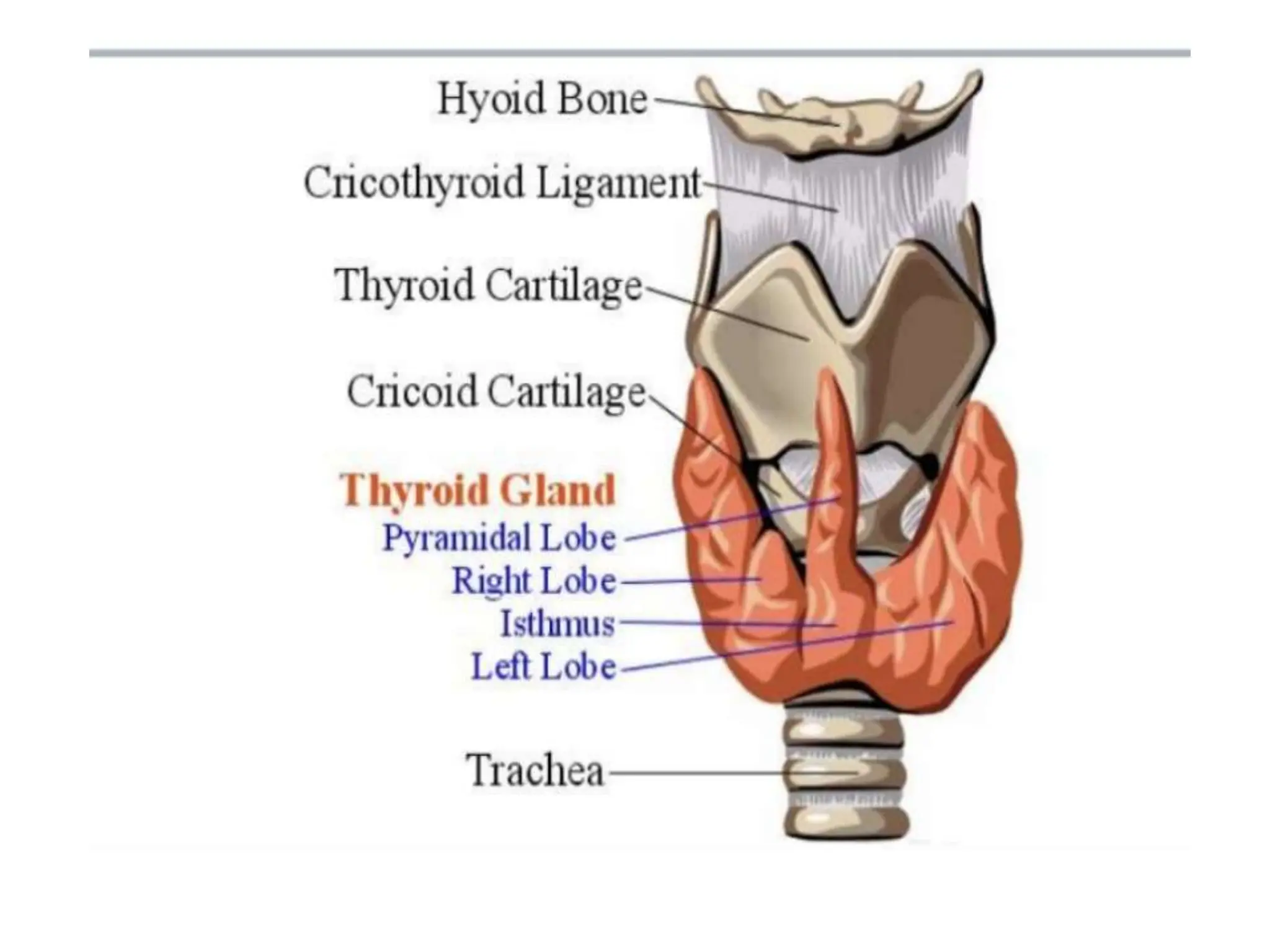 development of thyroid gland.pptx anatomy | PPTX