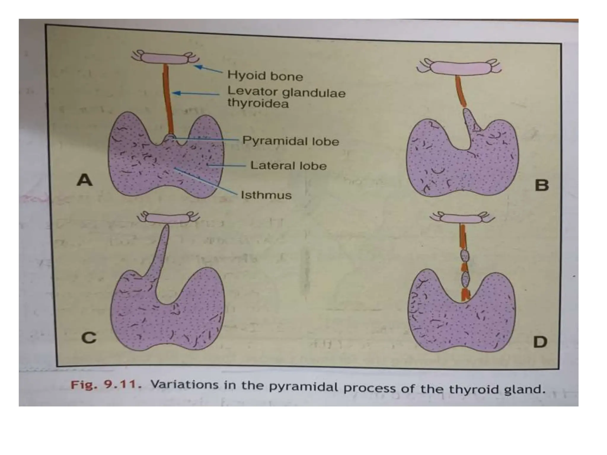 development of thyroid gland.pptx anatomy | PPTX