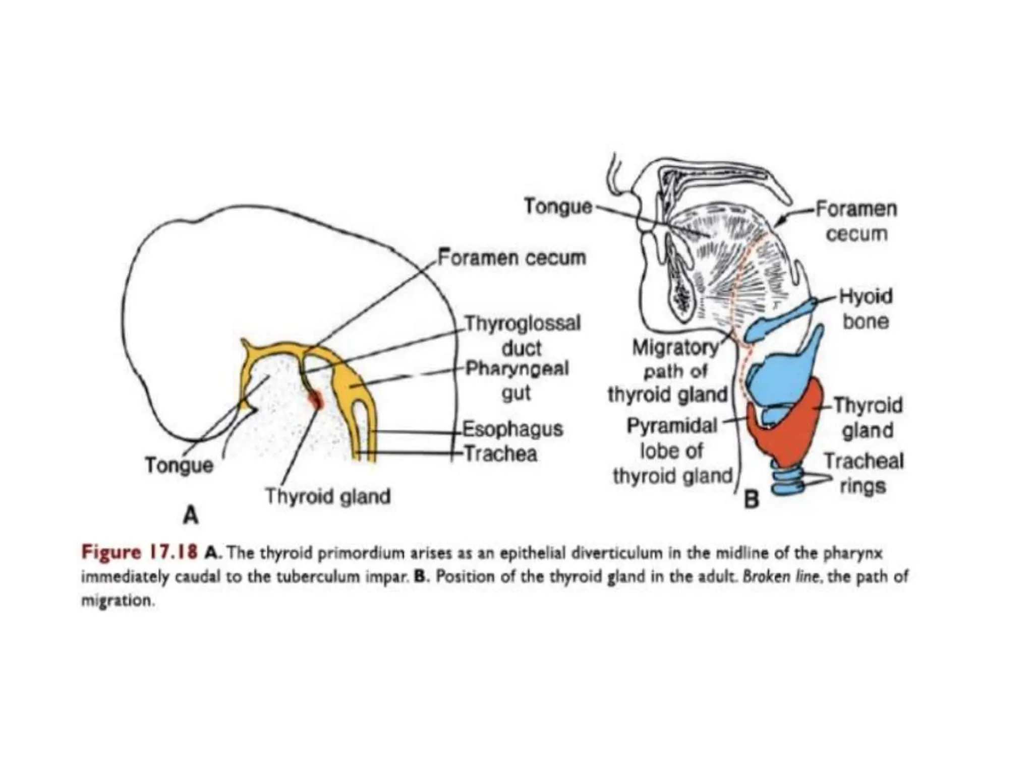 development of thyroid gland.pptx anatomy | PPT