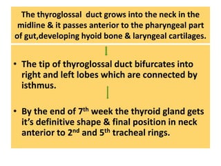 development of thyroid gland.pptx anatomy | PPTX
