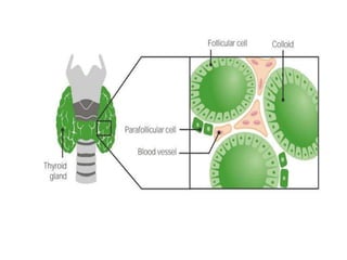 development of thyroid gland.pptx anatomy | PPTX