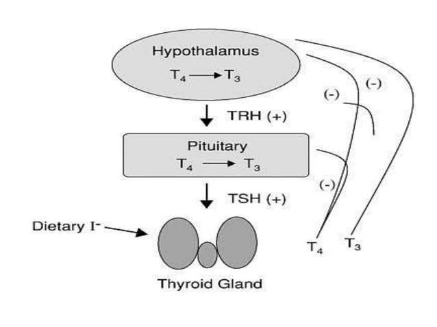 development of thyroid gland.pptx anatomy | PPT