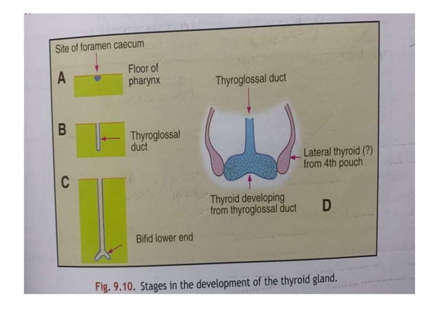development of thyroid gland.pptx anatomy | PPT