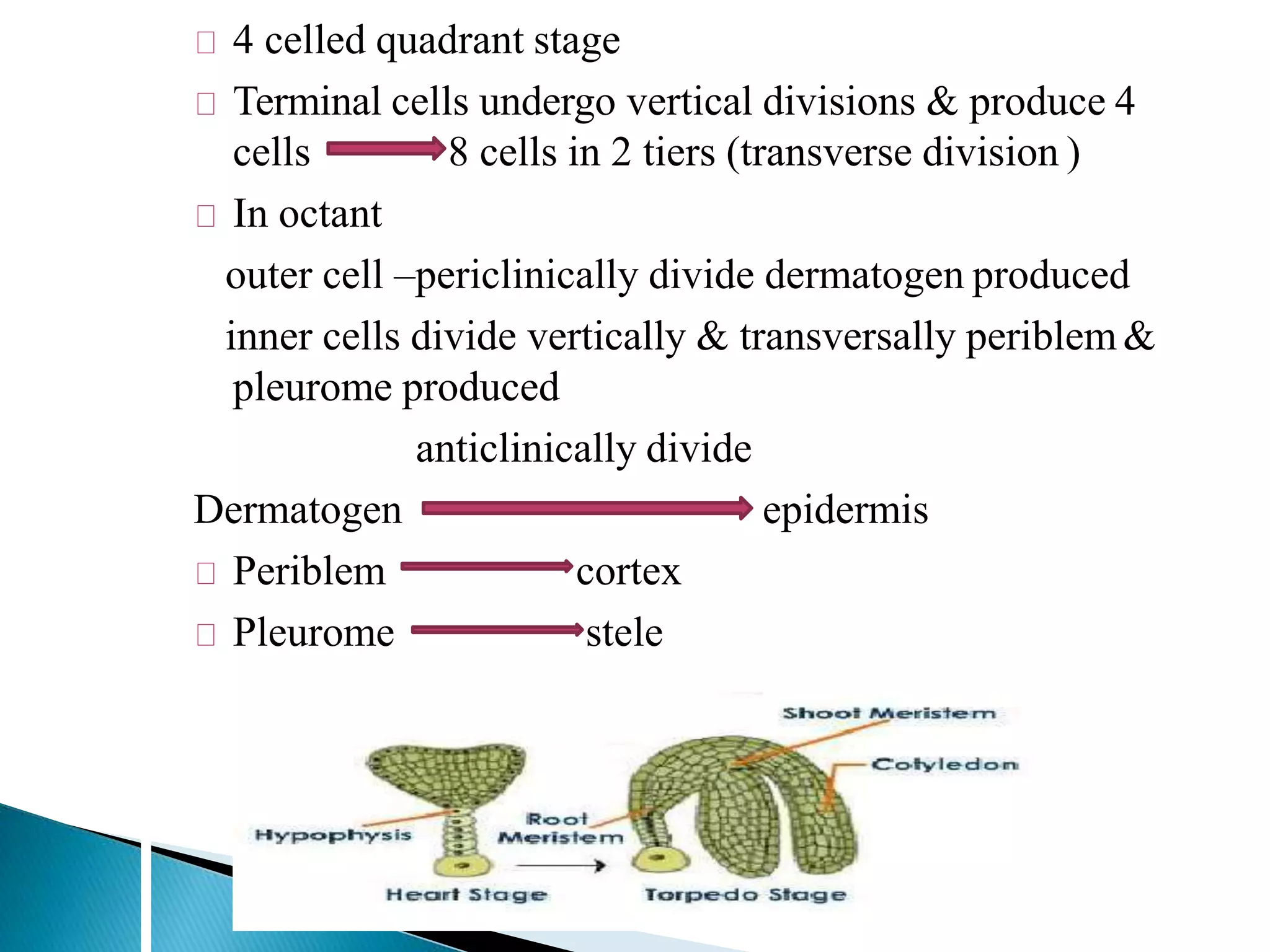 Deveopment of embryo in monocot and dicot | PPTX