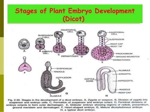 Deveopment of embryo in monocot and dicot | PPTX