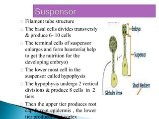 Deveopment of embryo in monocot and dicot | PPTX