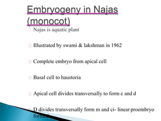 Deveopment of embryo in monocot and dicot | PPTX